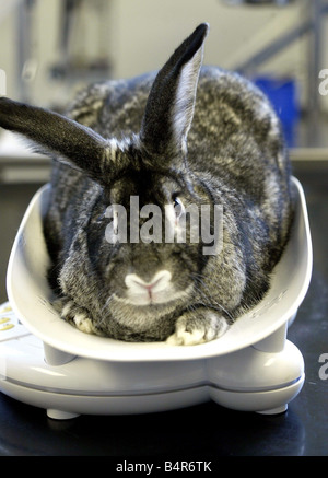 Brian the overweight rabbit on the scales Stock Photo - Alamy