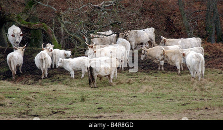 White Chillingham Cattle Stock Photo - Alamy