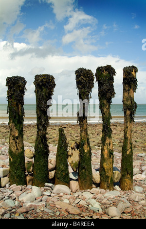 Rotten wood at beach Stock Photo - Alamy