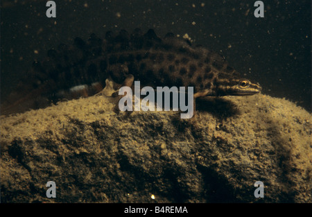 Salamander (Triturus vulgaris) in the wild, Sweden Stock Photo - Alamy