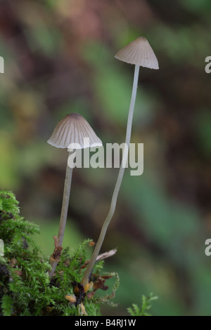 Snapping Bonnet (Mycena vitilis) Fungi Stock Photo - Alamy