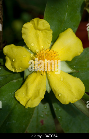 Climbing Guinea Flower (Hibbertia scandens) entwined around Wattle (Acacia) flowers and seed ...