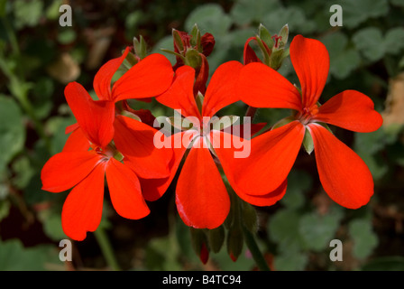 Pelargonium inquinans, Scarlet Pelargonium Stock Photo - Alamy
