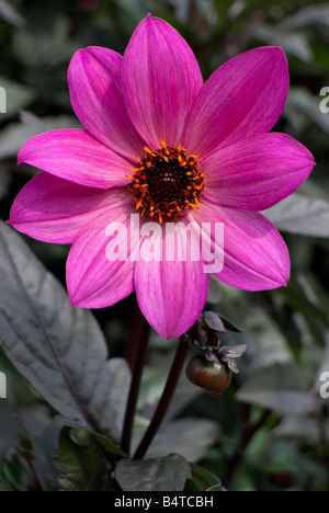 Dahlia, Dahlia 'Magenta Star' Stock Photo - Alamy