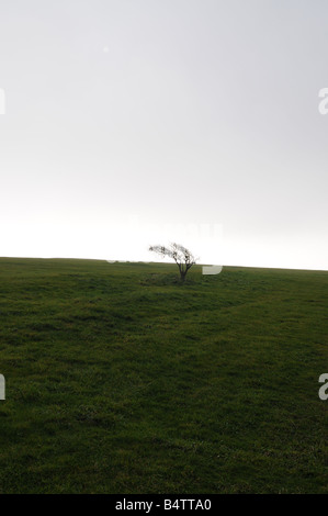 Wind swept tree in a field Stock Photo - Alamy