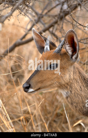 Bushbuck ram in the bush in South Africa Stock Photo - Alamy