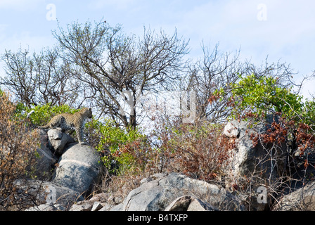 Leopard on rock, Serengeti National Park, Tanzania, Africa Sep 2010 ...