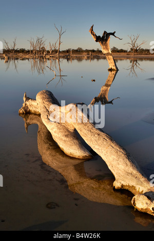 Lake Bonney Barmera Riverland South Australia Stock Photo - Alamy