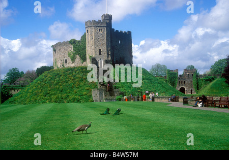 Norman Keep and Peacocks, Cardiff Castle, Cardiff Stock Photo - Alamy