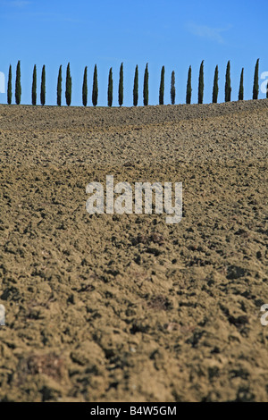 agriculture field and treeline Crete Tuscany Italy Stock Photo - Alamy