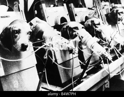 Beagle dogs used for smoking tests at Dog Toxicity Unit, Alderley Park ...