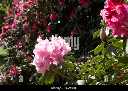 Rhododendron flowers at Kenwood House English Heritage Hampstead London ...