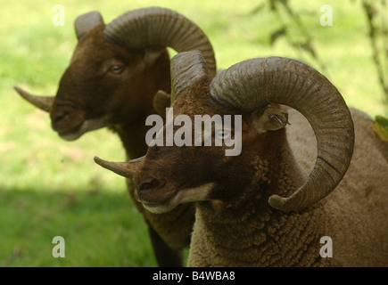 National rare breeds week Castlemilk Moorit sheep Hillcrest Farm ...