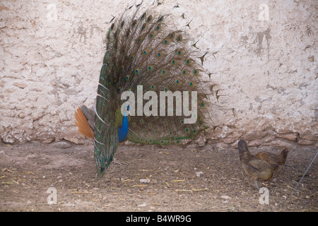 Peacock Paro cristatus Male displaying Asia Stock Photo - Alamy