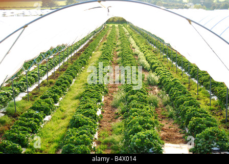Strawberries growing in polytunnel greenhouse, near Cheddar, Somerset ...