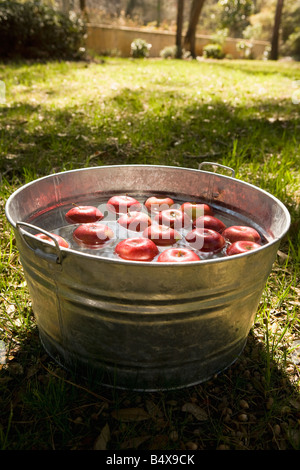 apples floating in a bucket of water traditionally apple bobbing is ...