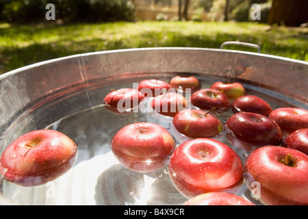 apples floating in a bucket of water traditionally apple bobbing is ...