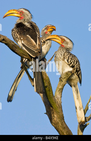 Three birds perched on a branch Stock Photo - Alamy