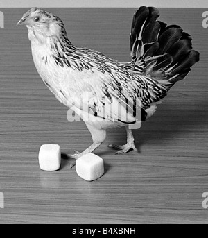 Chicken lays square eggs Circa April 1970 Stock Photo - Alamy