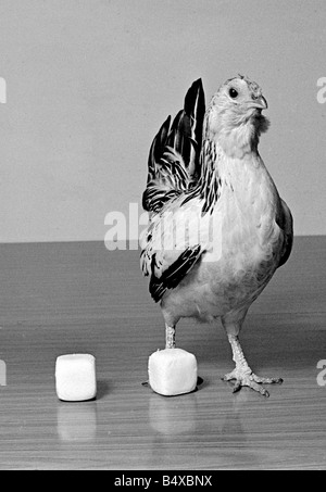 Chicken lays square eggs Circa April 1970 Stock Photo - Alamy