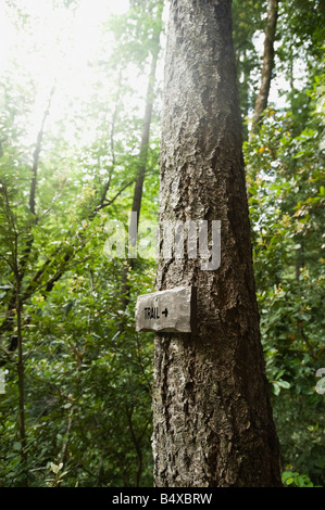Trail sign on the tree in the forest Stock Photo - Alamy