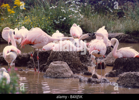 Flamingos building nests and looking after their chicks Stock Photo - Alamy