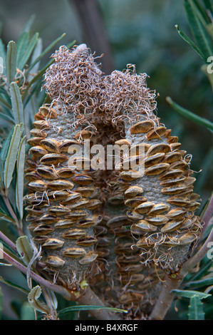 An australian shrub River Banksia Banksia seminuda Australia Stock ...