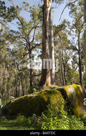 Karri Eucalyptus diversicolor forest of Porongurup National Park Stock ...