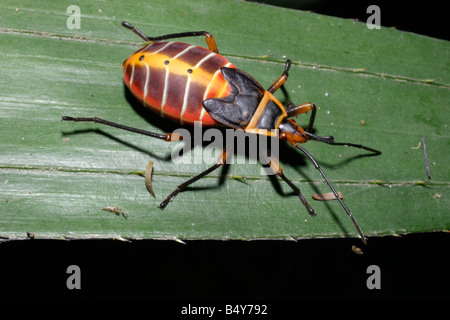 Giant stainer bug nymph Callibaphus longirostris Pyrrhocoridae ...