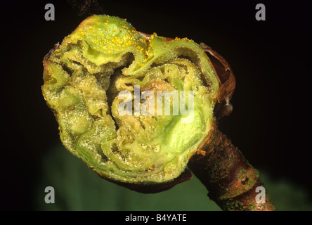 Blackcurrant gall mite Cecidophyopsis ribis mites in enlarged leaf bud ...