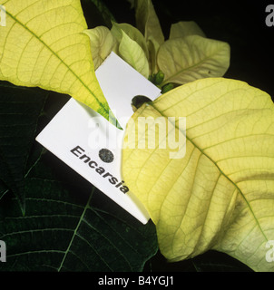 Card of a parasitoid wasp (Encarsia formosa) used in the control of ...