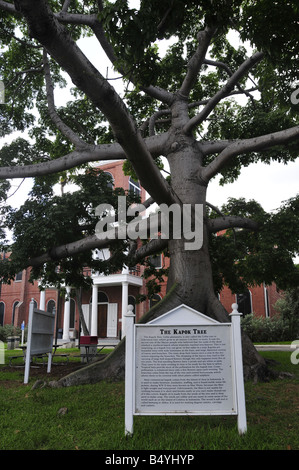the kapok tree key west florida usa Stock Photo - Alamy