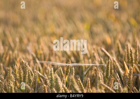 Spider web in corn field Stock Photo - Alamy