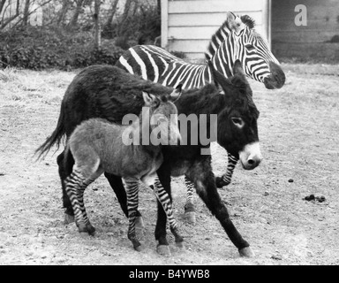 The Zedonk - Mother a donkey, father a zebra. They live at Colchester ...