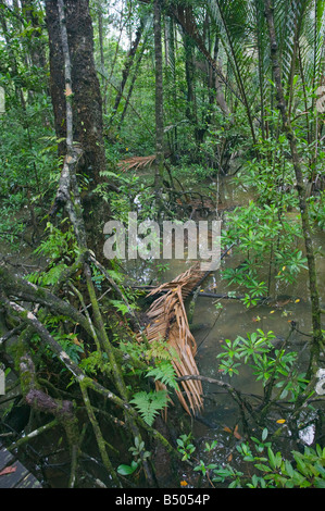 Mangroves in Similajau National Park nr Bintulu Sarawak Malaysia Stock ...