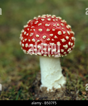 Amanita muscaria. fly agaric toadstool Stock Photo - Alamy