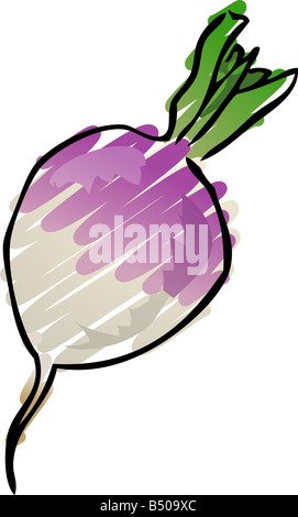 Sketch of a turnip Hand drawn lineart look illustration Stock Photo - Alamy