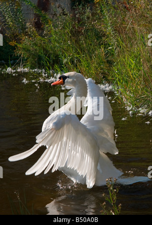 swan before sunset Stock Photo - Alamy