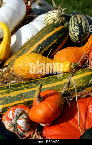 Pumpkin, ornamental pumpkin, squash, garden squash (Cucurbita pepo ...