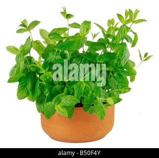 Green fresh mint growing on a farmer's field. Herbs and nutrition ...