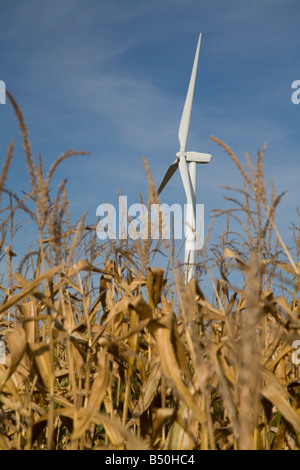 Wind In Corn Field Stock Photo - Alamy