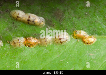 Soft brown scale on umbrella plant Stock Photo - Alamy