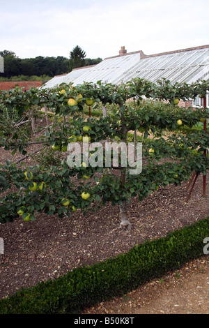 OLD ENGLISH COOKING APPLE GOLDEN NOBLE GROWING ON AN ESPALIER TREE ...