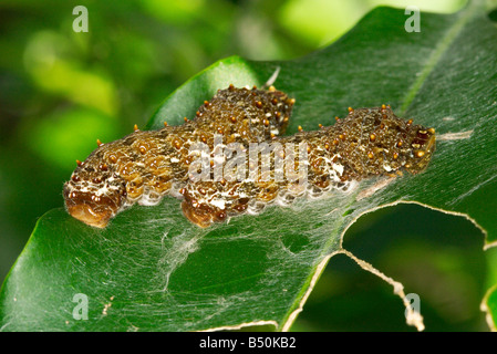 Ruby-spotted Swallowtail butterfly (Papilio anchisiades Stock Photo - Alamy