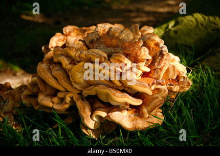 Large Fungus at the base of an Oak tree Stock Photo - Alamy