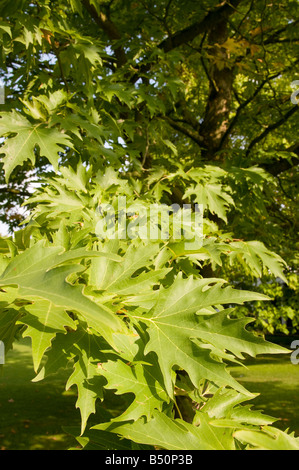 Plane tree, Platanus orientalis Stock Photo - Alamy