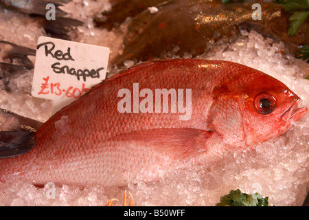 Fresh Red Snapper fish - Huachinango in Spanish - packed in ice for ...