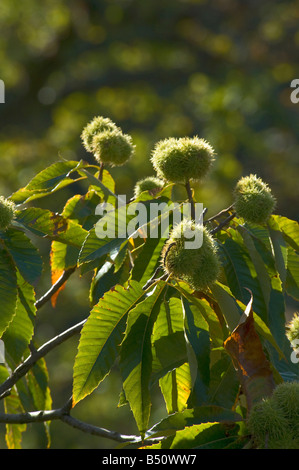 Chestnut tree / Castanea sativa with spiky ripening fruits - marron ...