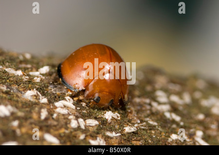 Red chilocorus beetle feeding on white louse scale Stock Photo - Alamy