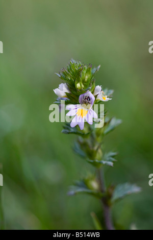 Eyebright - Euphrasia officinalis Stock Photo - Alamy